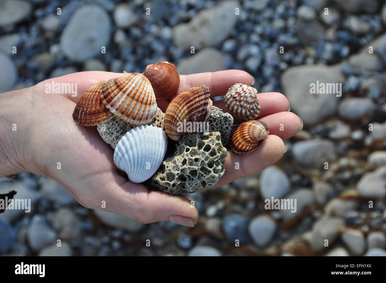 Hand and sea shells hi-res stock photography and images - Alamy
