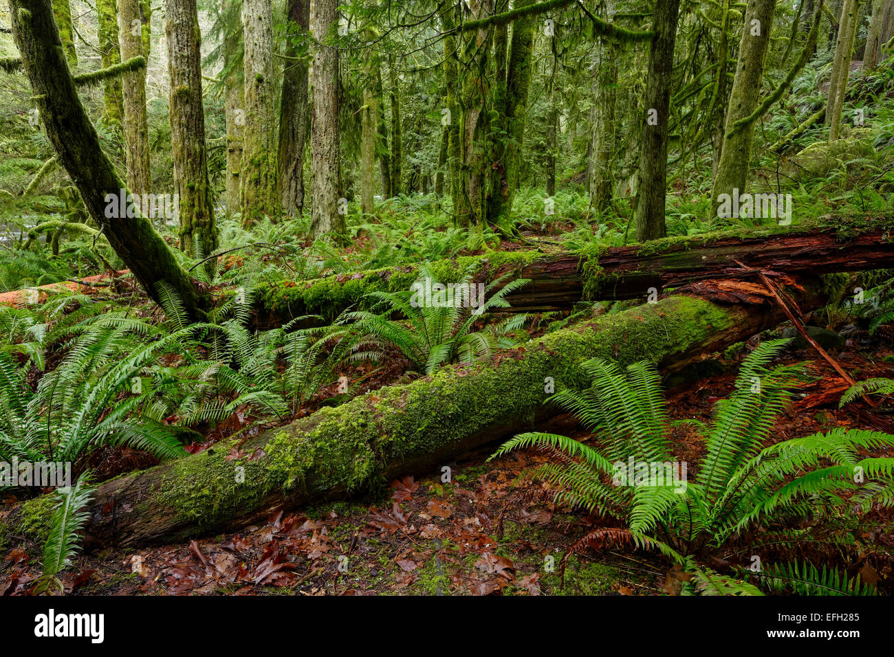 Fallen douglas fir trees in hi-res stock photography and images - Alamy