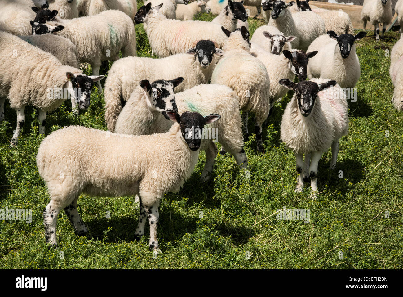 Three swaledale sheep hi-res stock photography and images - Alamy