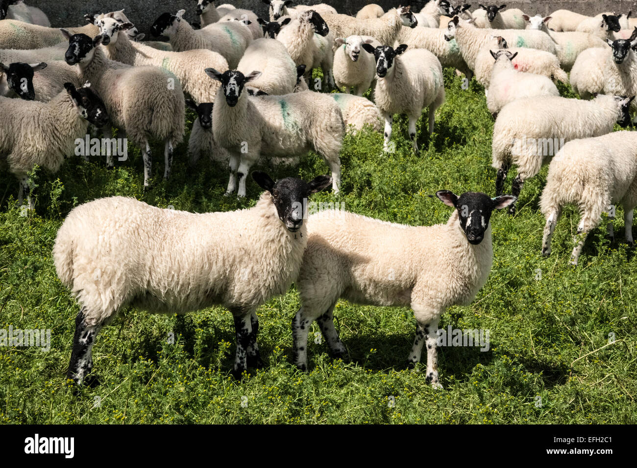 Swaledale Sheep in Natural Environment Stock Photo - Alamy