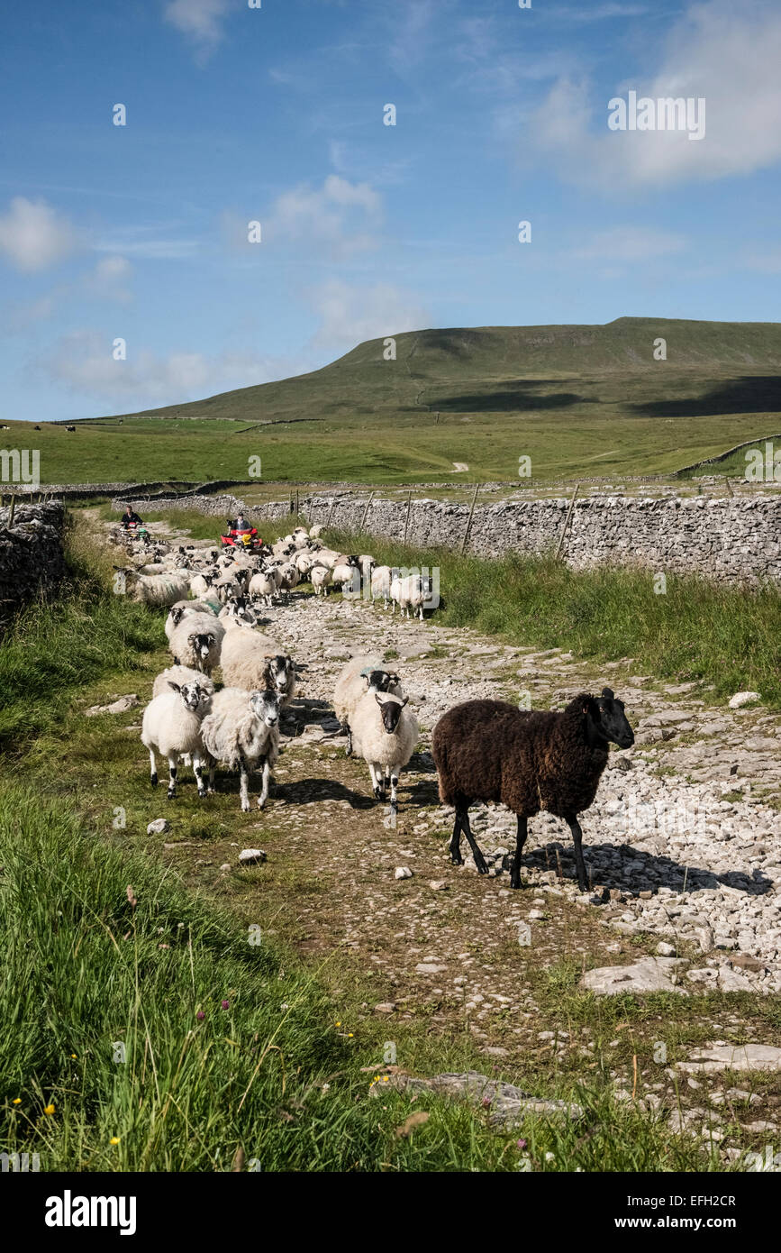Swaledale Sheep in Natural Environment Stock Photo - Alamy