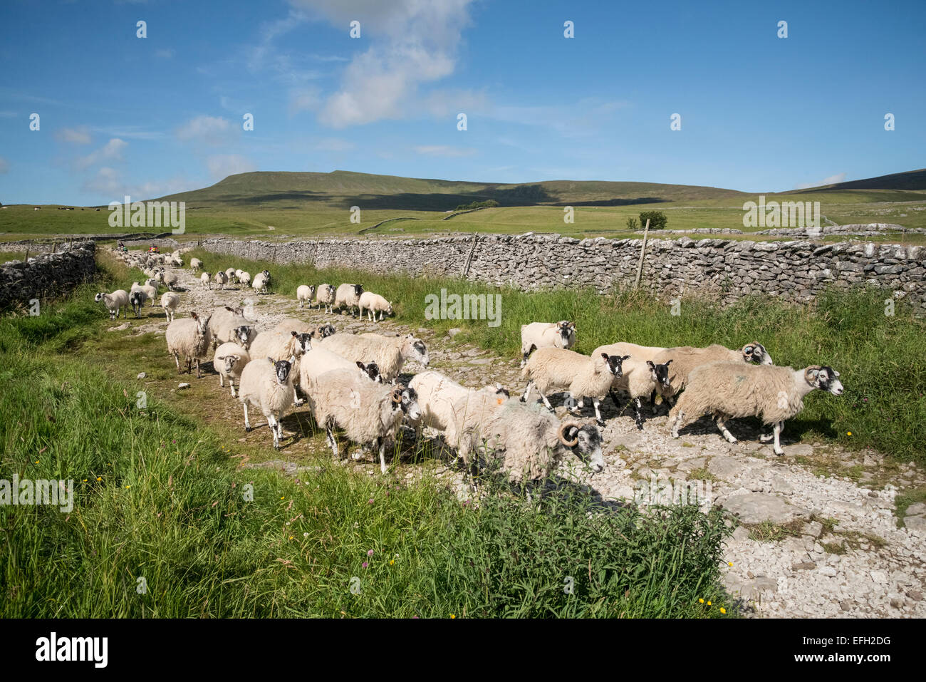 Three swaledale sheep hi-res stock photography and images - Alamy