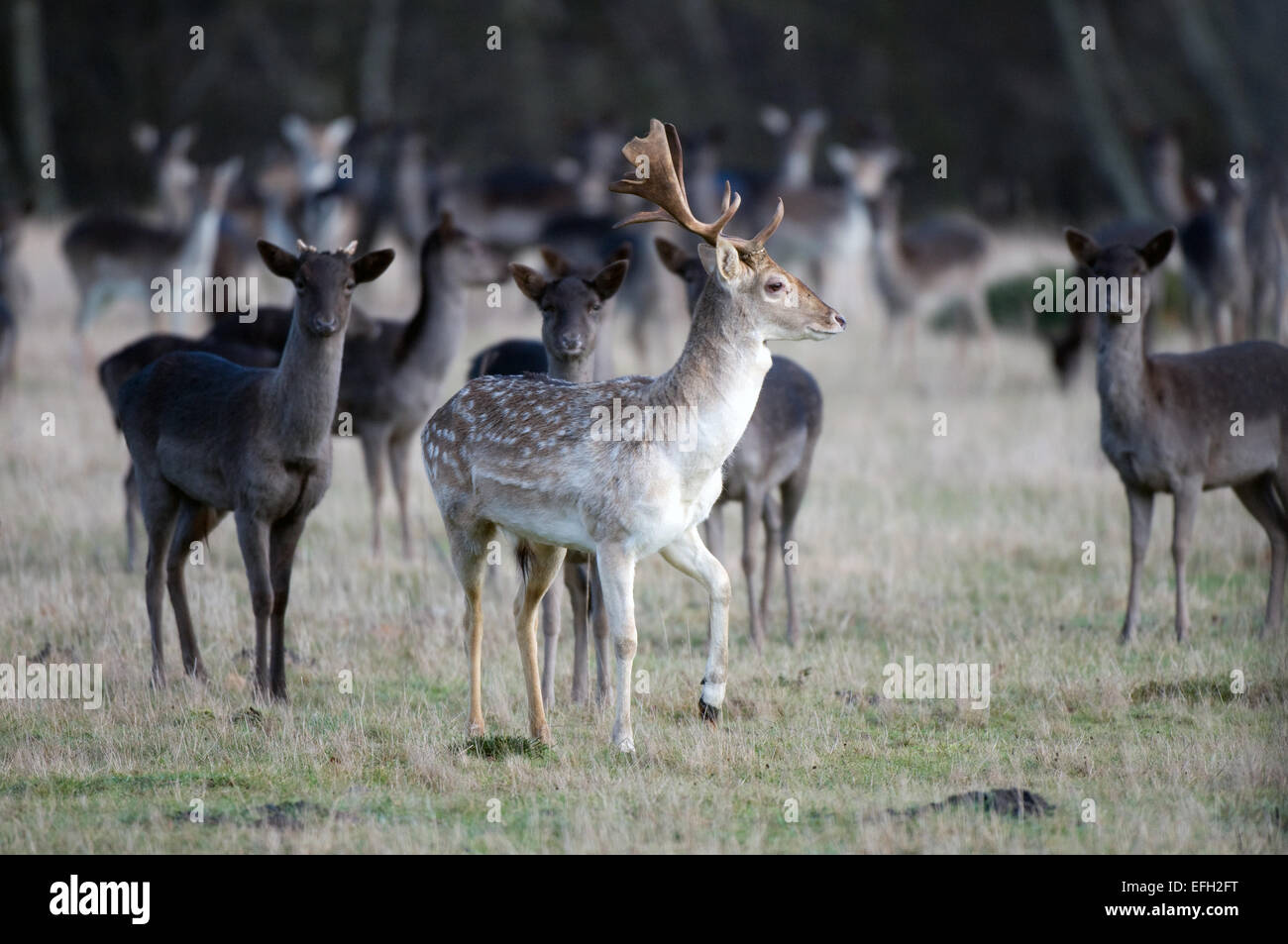 Male Fallow deer with hinds Stock Photo - Alamy