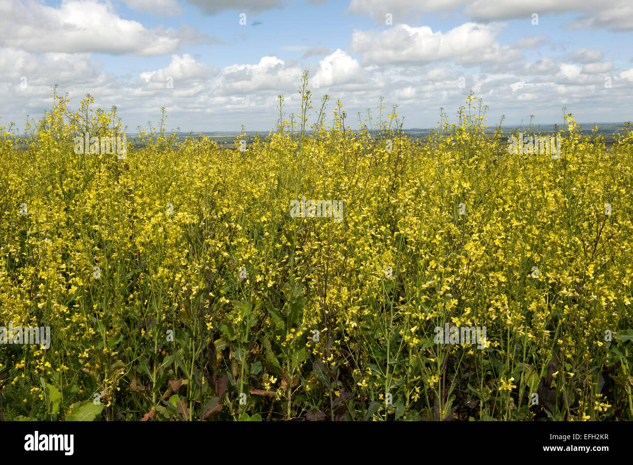 Cover crop hi-res stock photography and images - Alamy