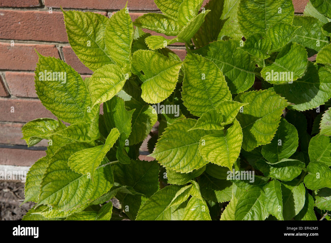 Lime induced iron deficiency symptoms on the new leaves of a Hydrangea ...