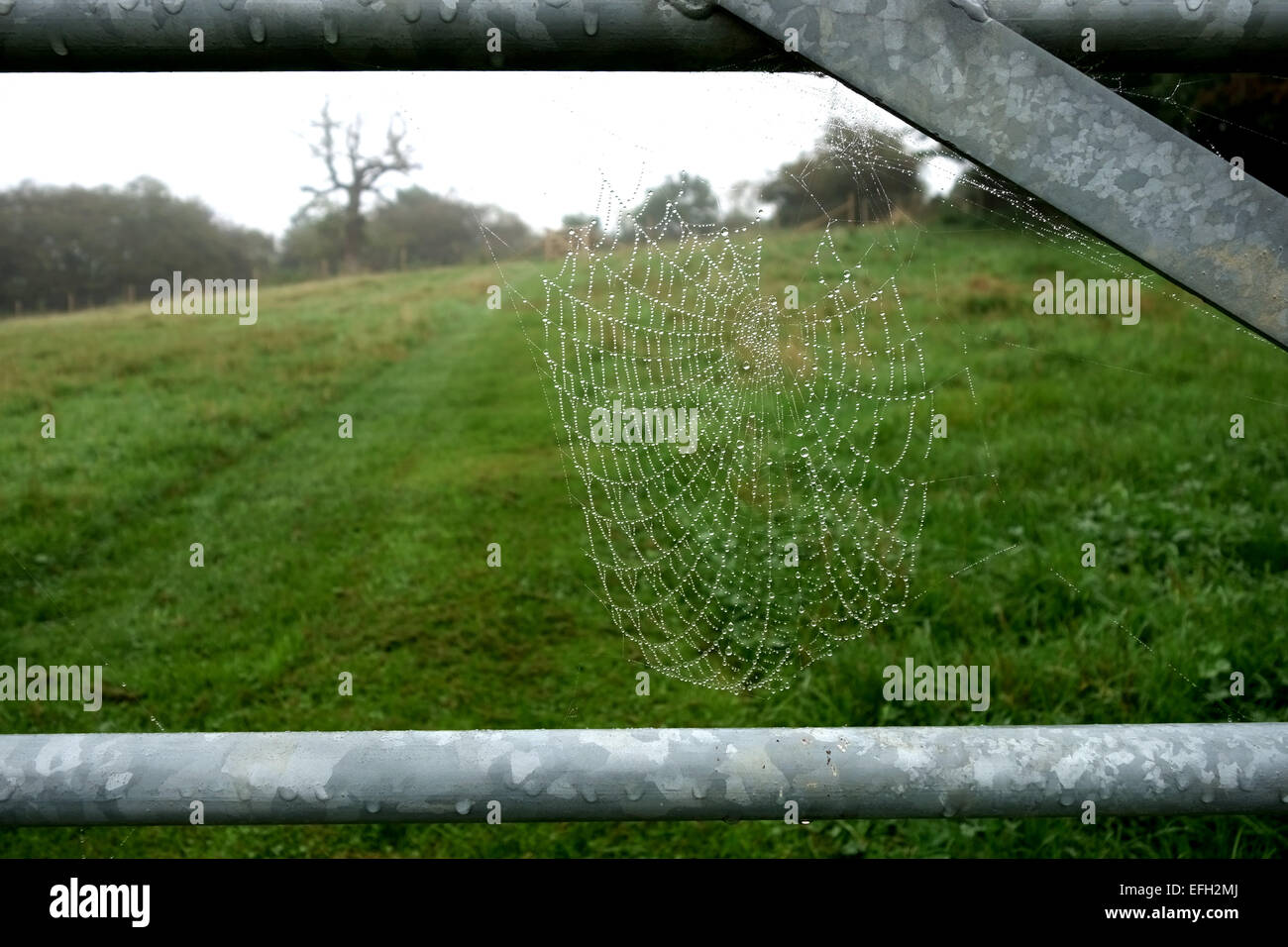 Spider web gate hi-res stock photography and images - Alamy
