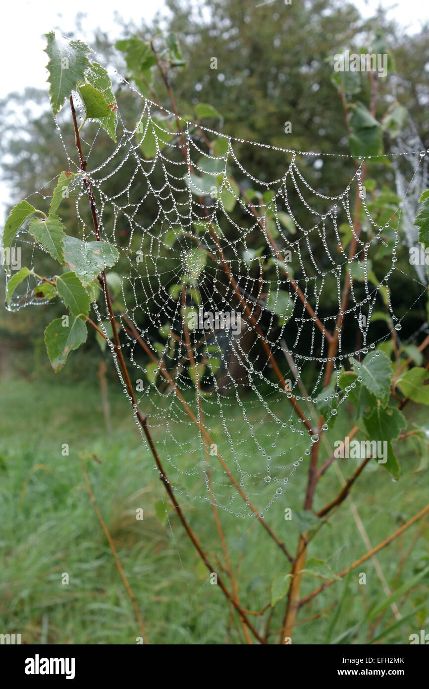 Tree spiders hi-res stock photography and images - Alamy