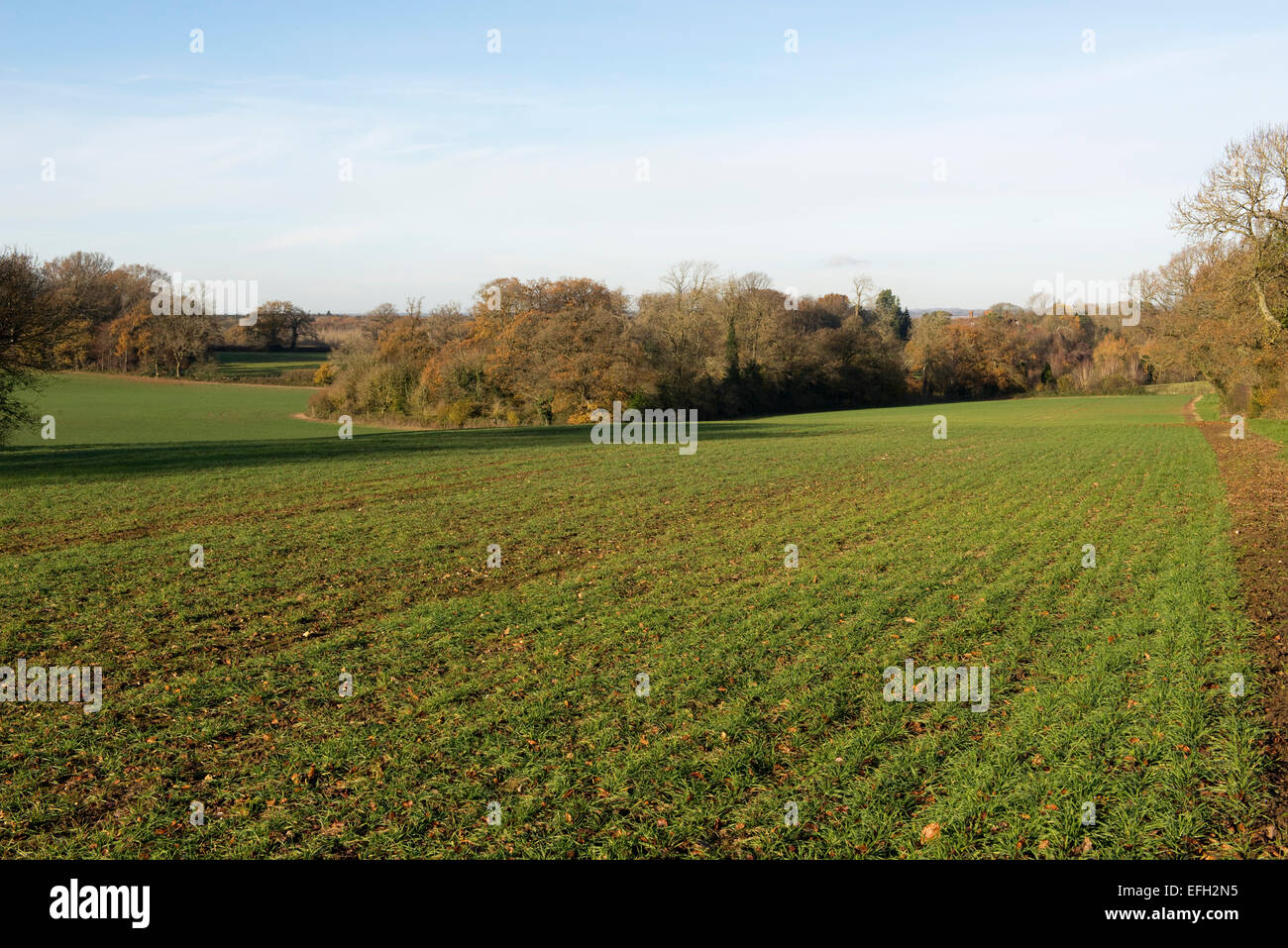 A young autumn crop of winter cereals, trees on a fine day with blue ...
