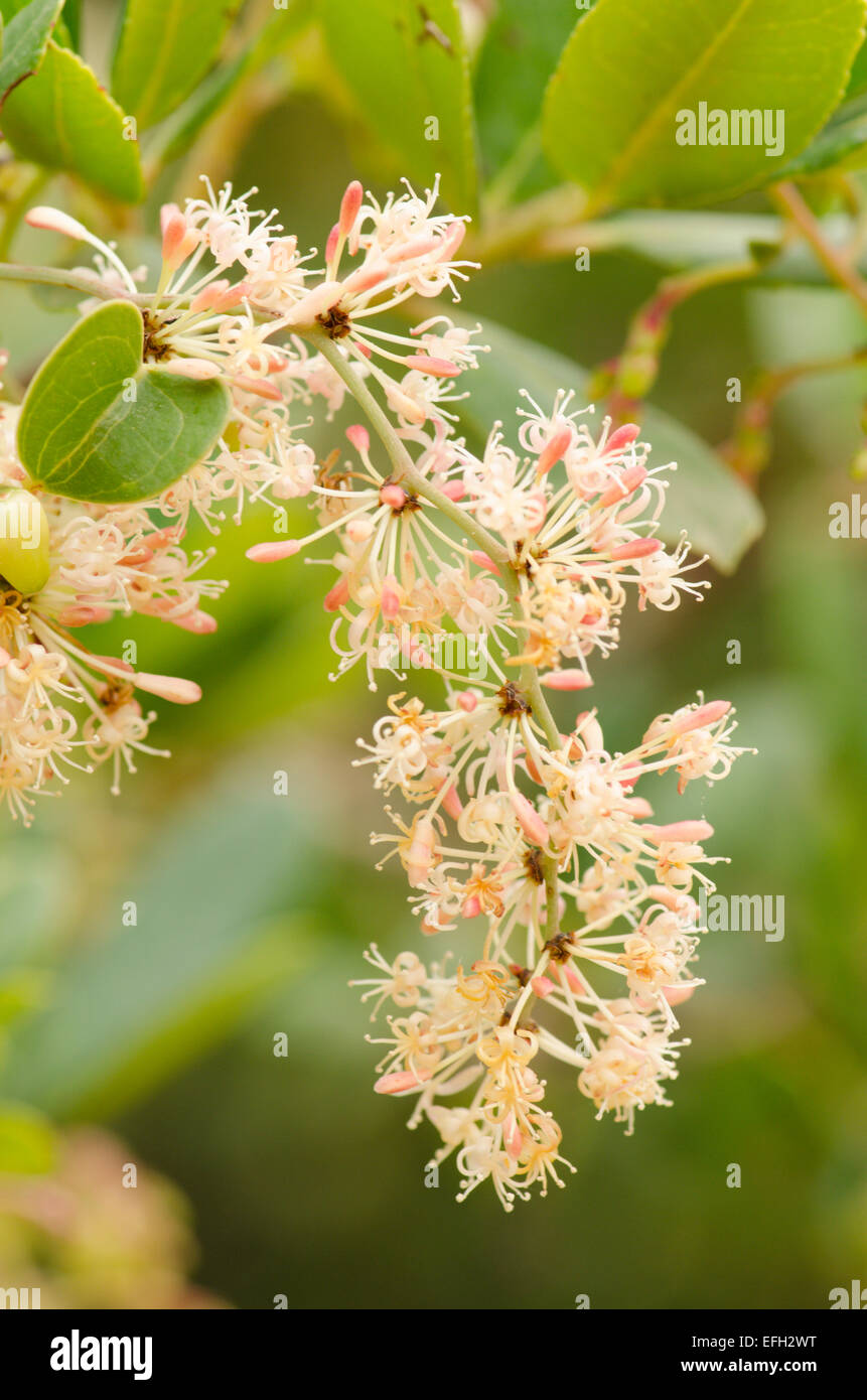 Flowers of Arbutus unedo, The Strawberry tree. Skopelos, Greek island ...