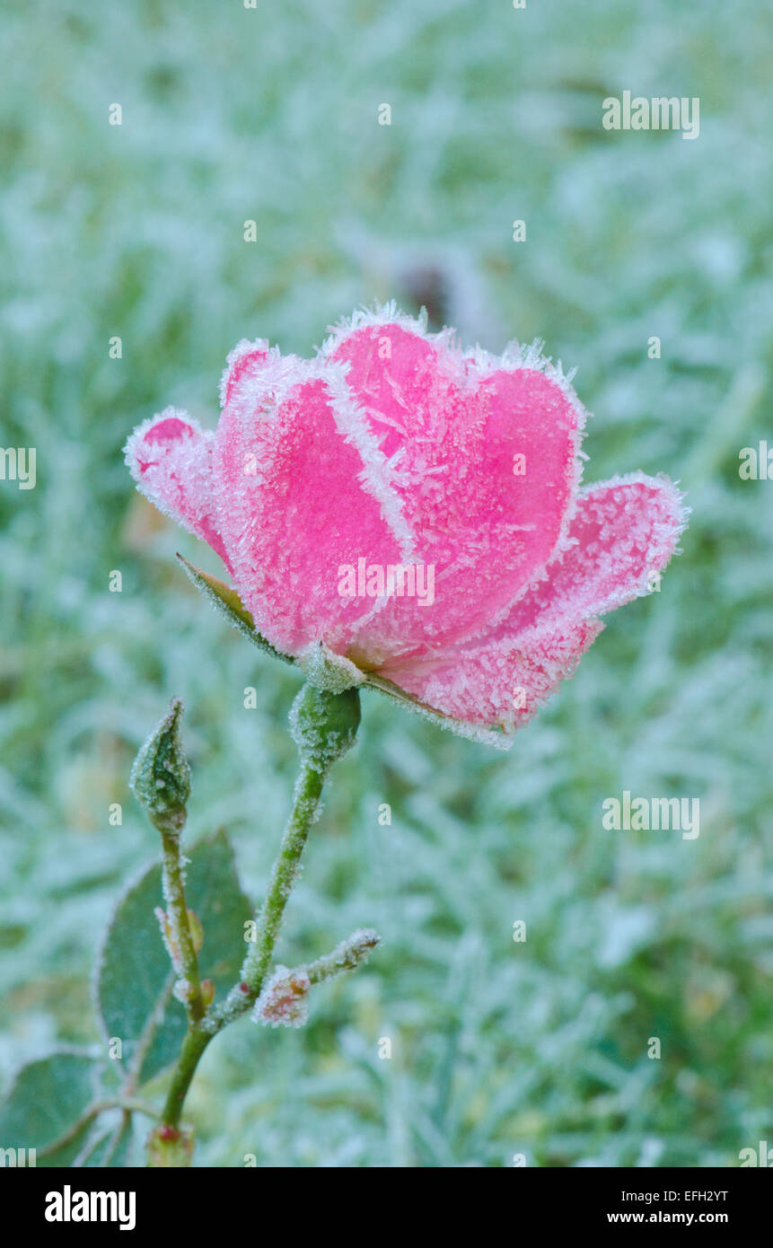 Rose with frost hi-res stock photography and images - Alamy