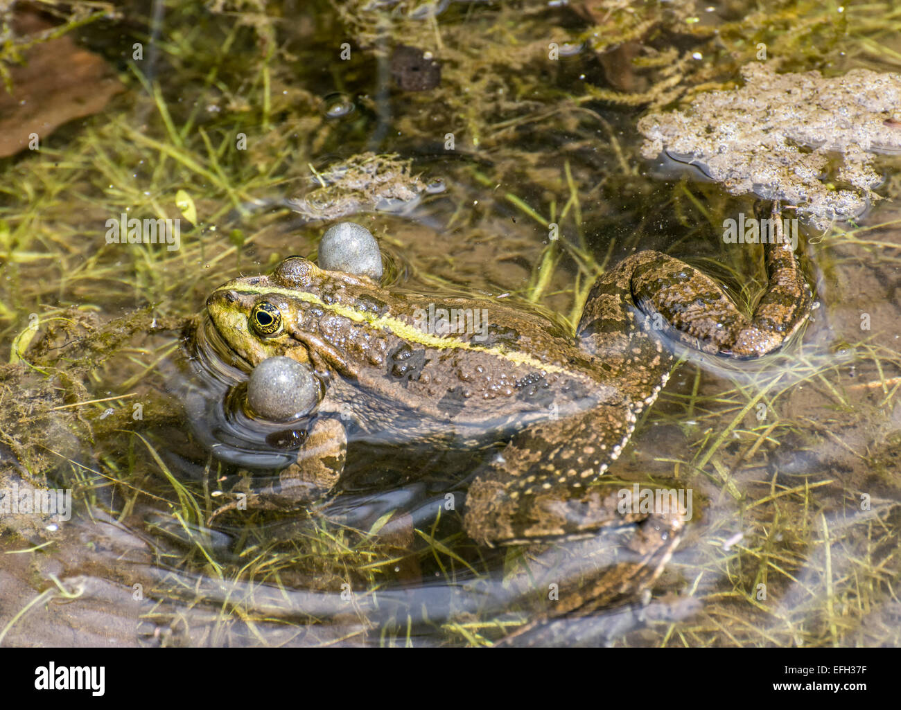 Croaking frog with filled vocal sacs Stock Photo - Alamy