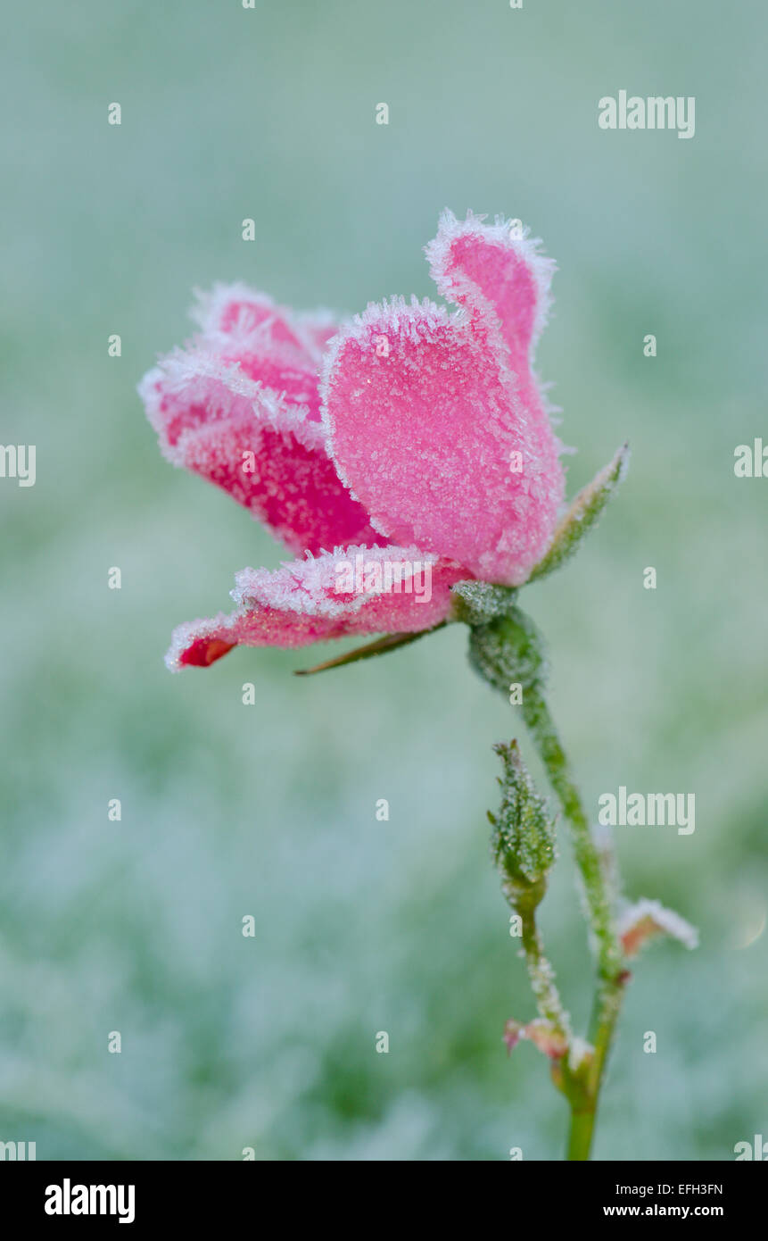 Frosted flower hi-res stock photography and images - Alamy