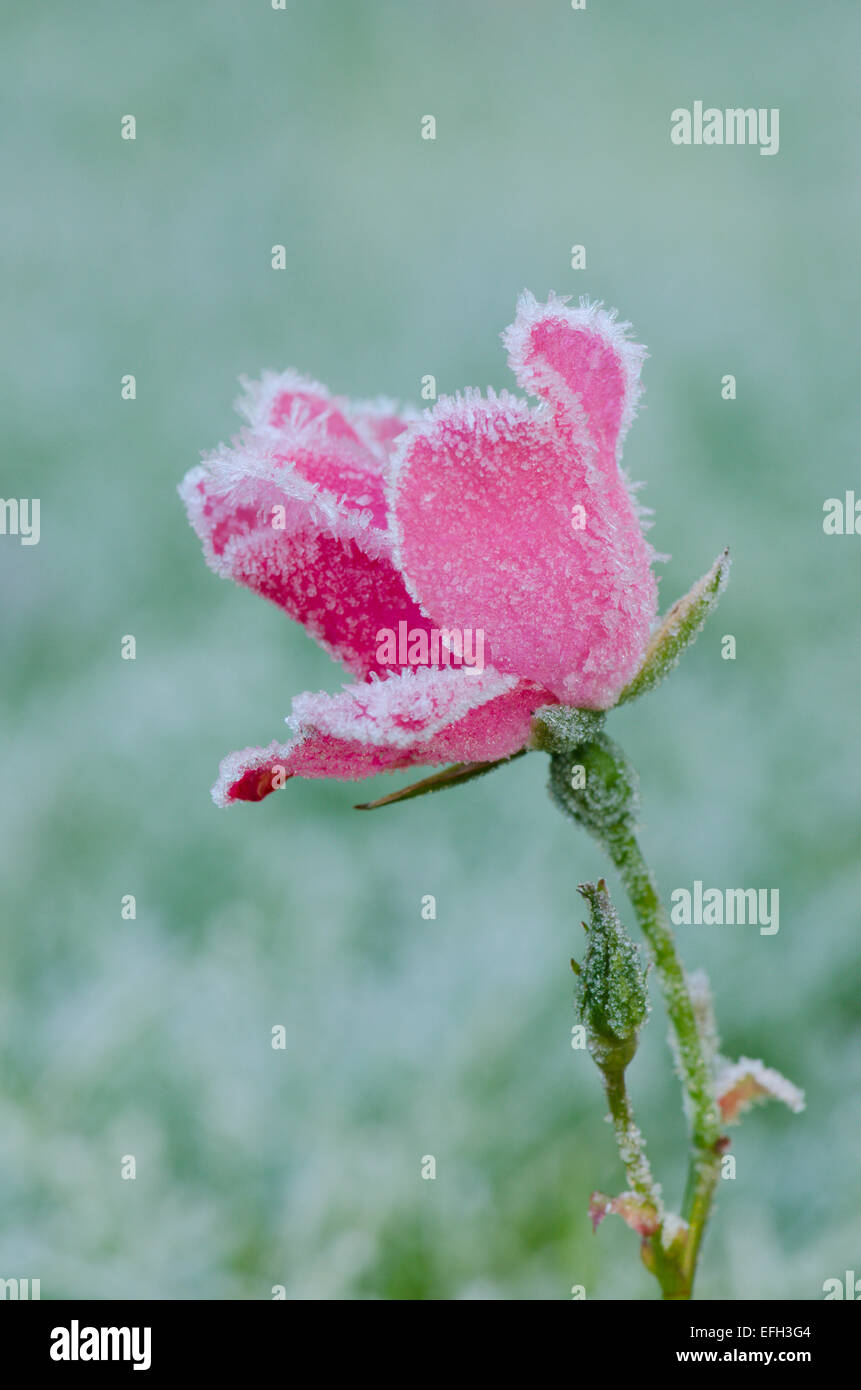 Rose petals frost hi-res stock photography and images - Alamy