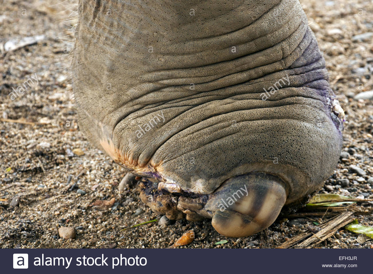 Crippled Asian elephant with injured foot, disabled by land mine, at ...