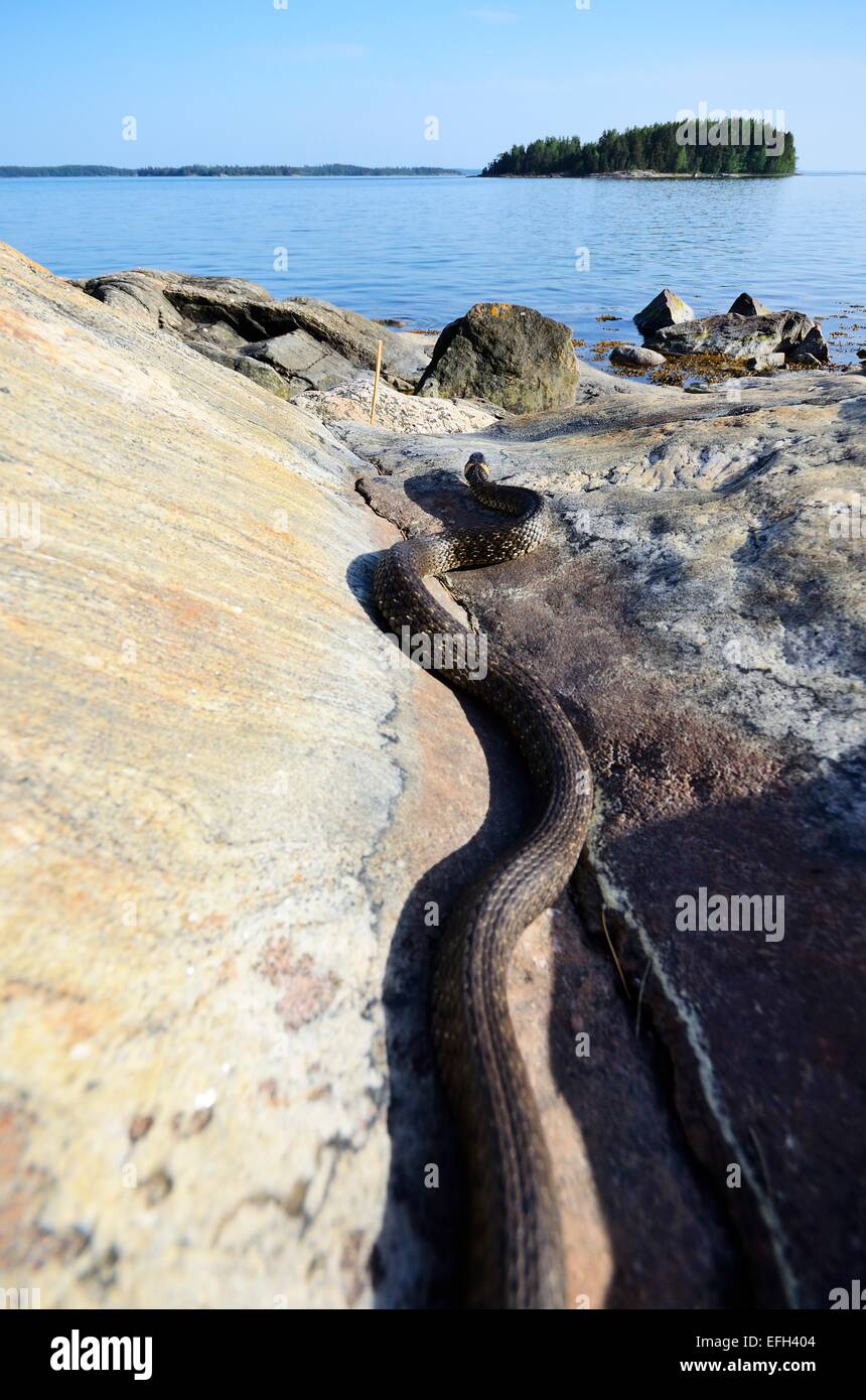 Slithering grass snake hi-res stock photography and images - Alamy