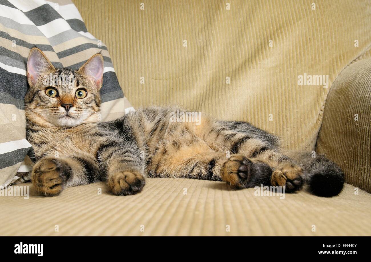 Amazed cat in a chair Stock Photo - Alamy