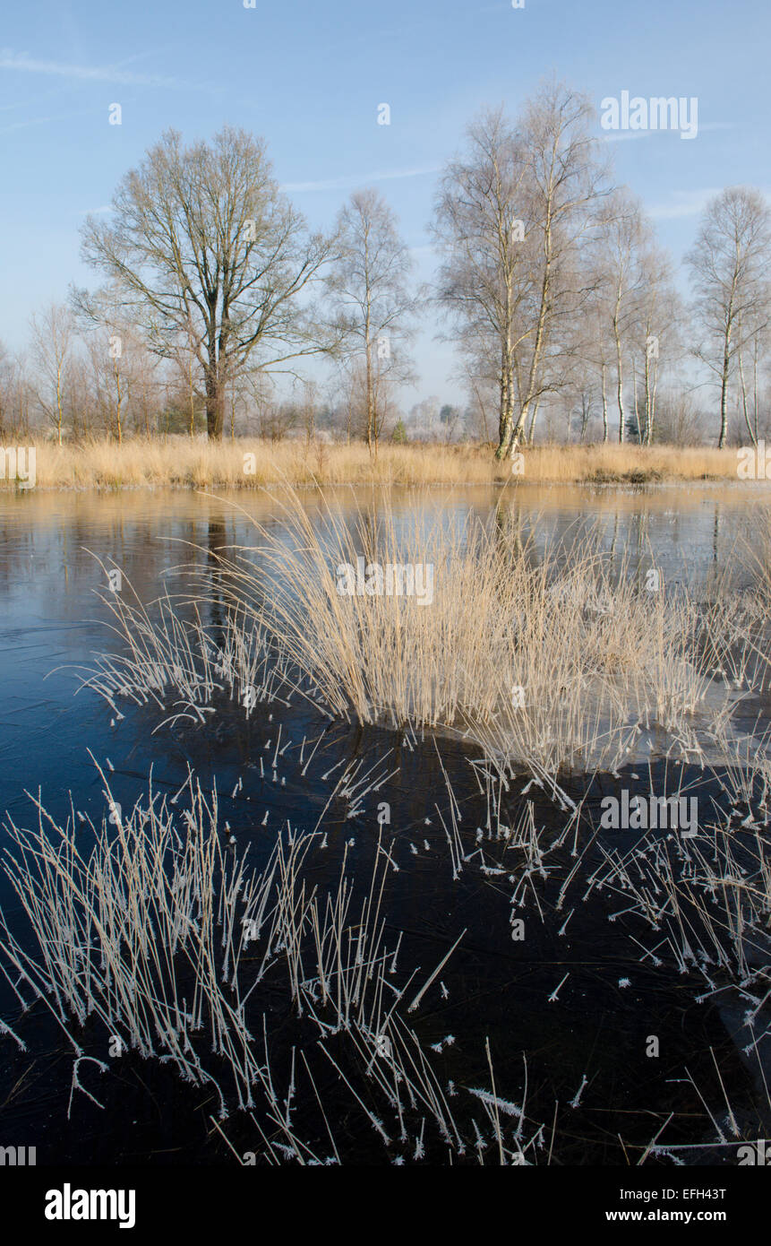 Iping Common on frosty January morning, Sussex, UK Stock Photo - Alamy