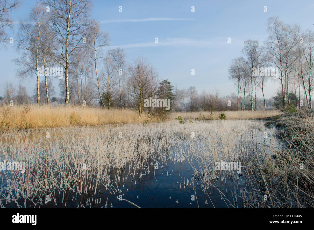 Iping Common on frosty January morning, Sussex, UK Stock Photo - Alamy