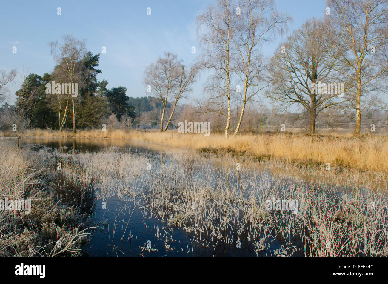 Iping common hi-res stock photography and images - Alamy