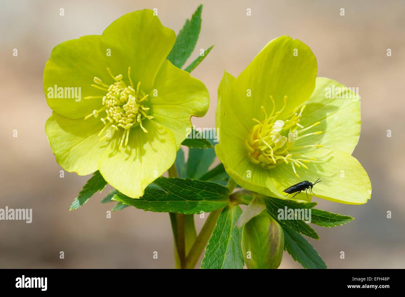 Two hellebores hi-res stock photography and images - Alamy