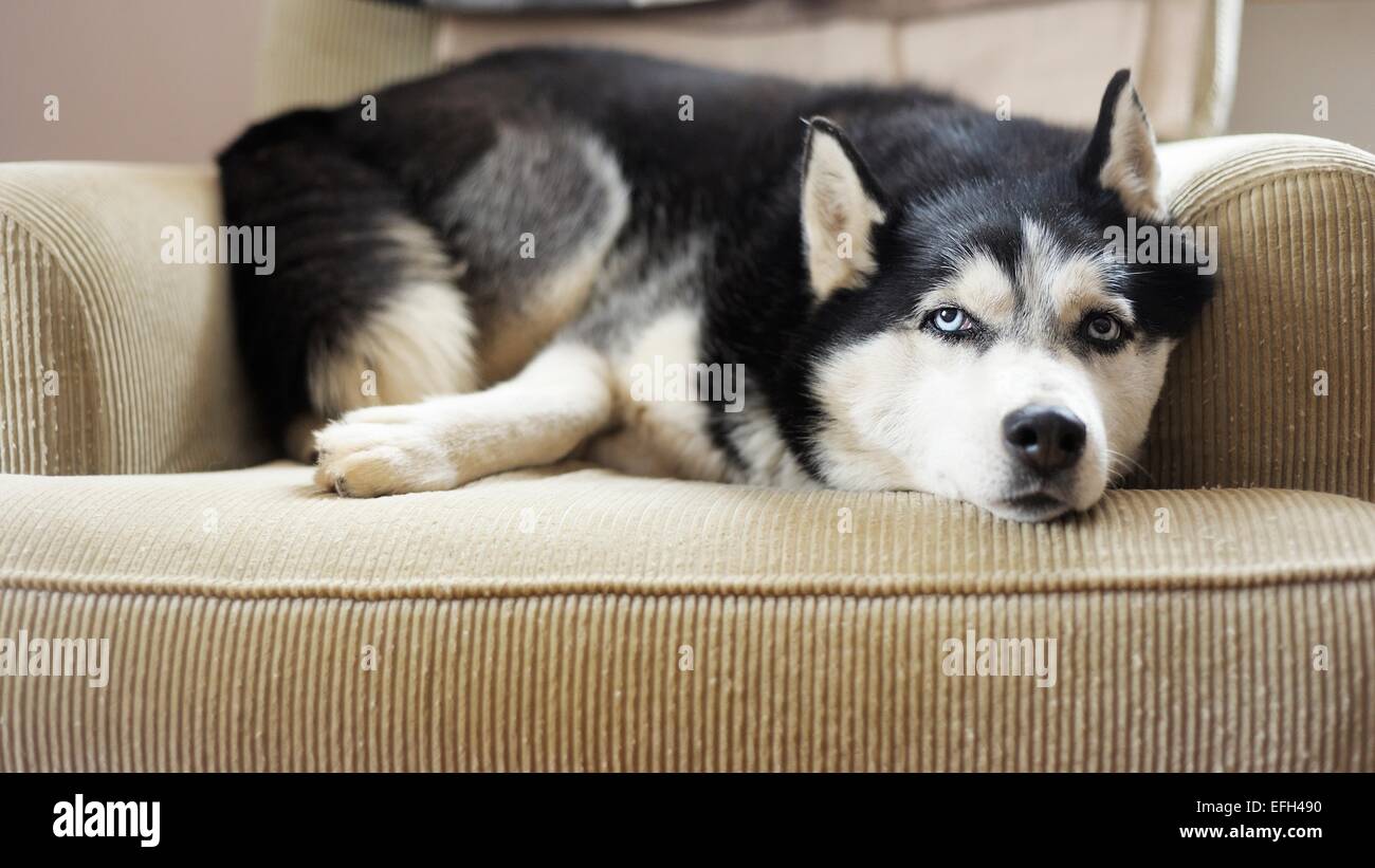 Dog gazing hi-res stock photography and images - Alamy