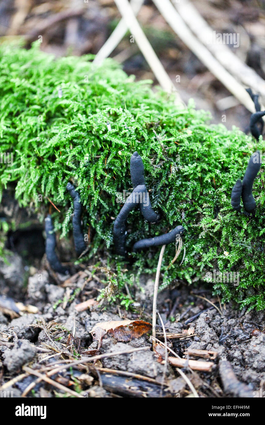 Dead Man's fingers fungus (Xylaria polymorpha) growing on a mossy dead ...