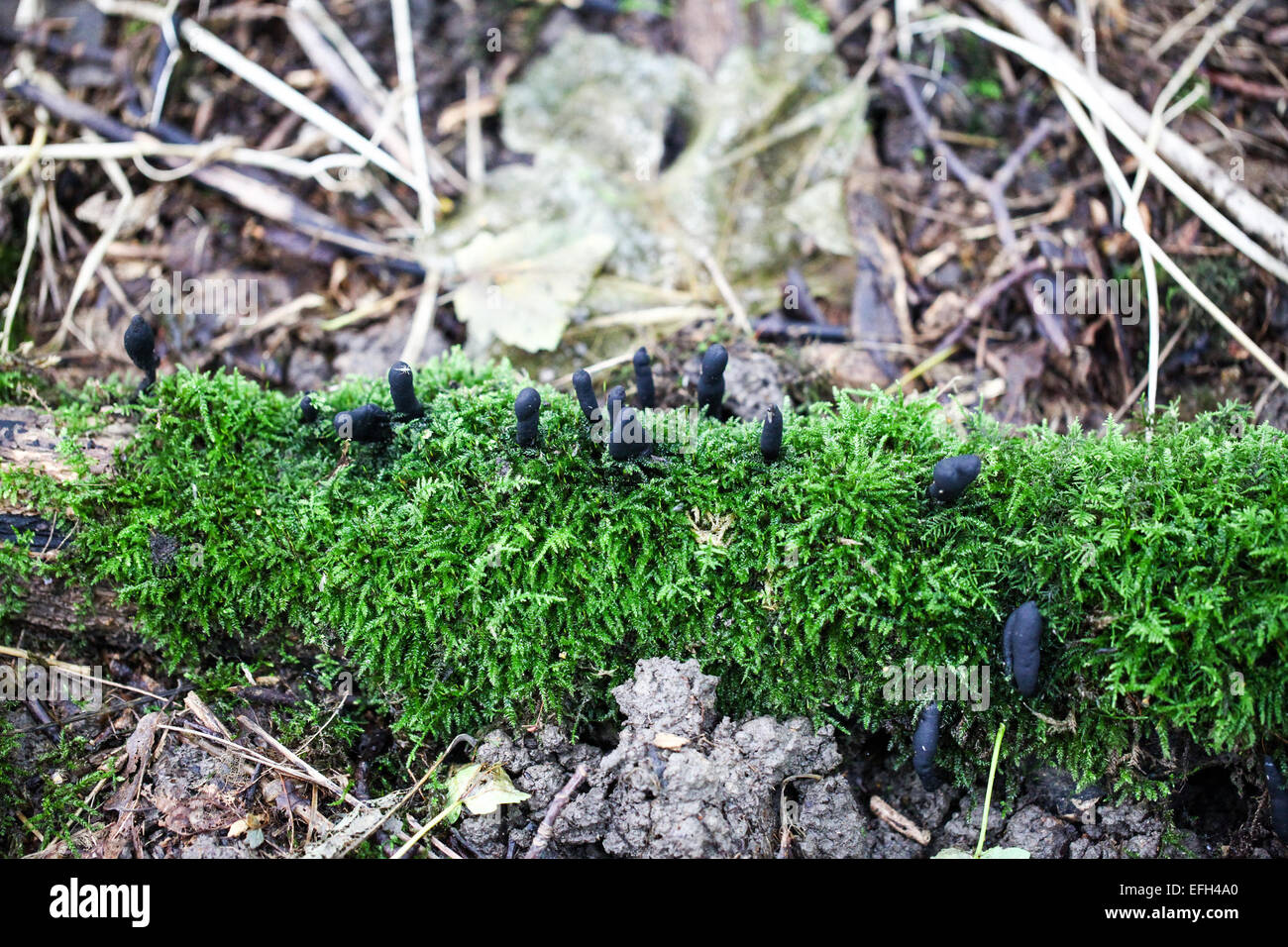 Dead Man's fingers fungus (Xylaria polymorpha) growing on a mossy dead ...