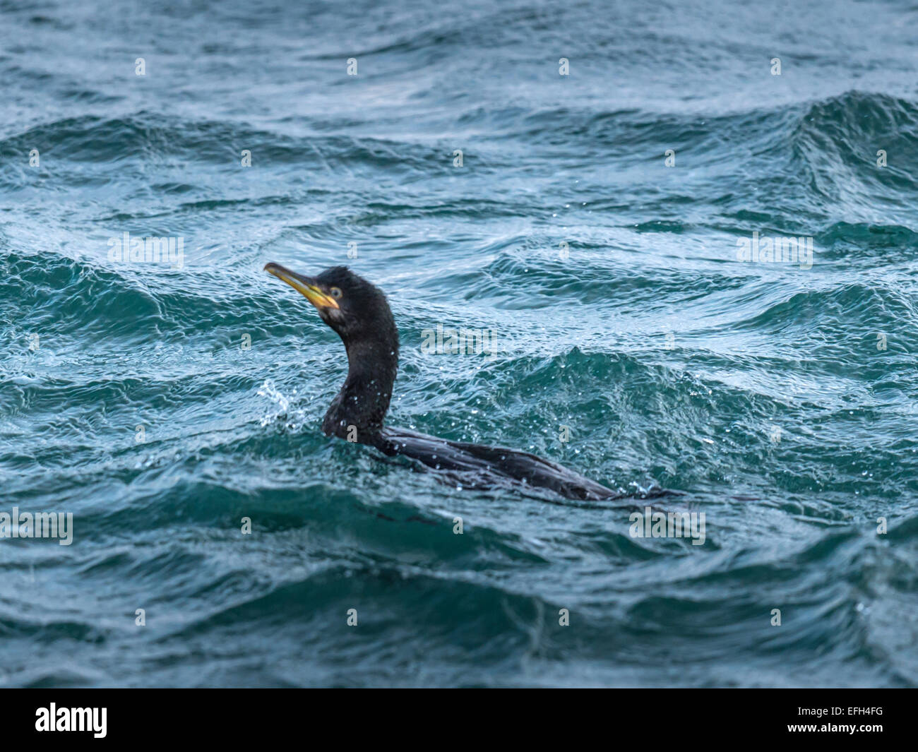 Cormorant [Phalacrocorax carbo] fishing in the cold Icelandic waters of ...