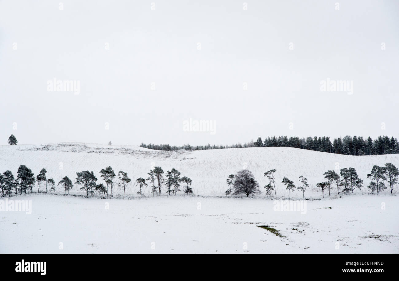 Tree lined borders hi-res stock photography and images - Alamy