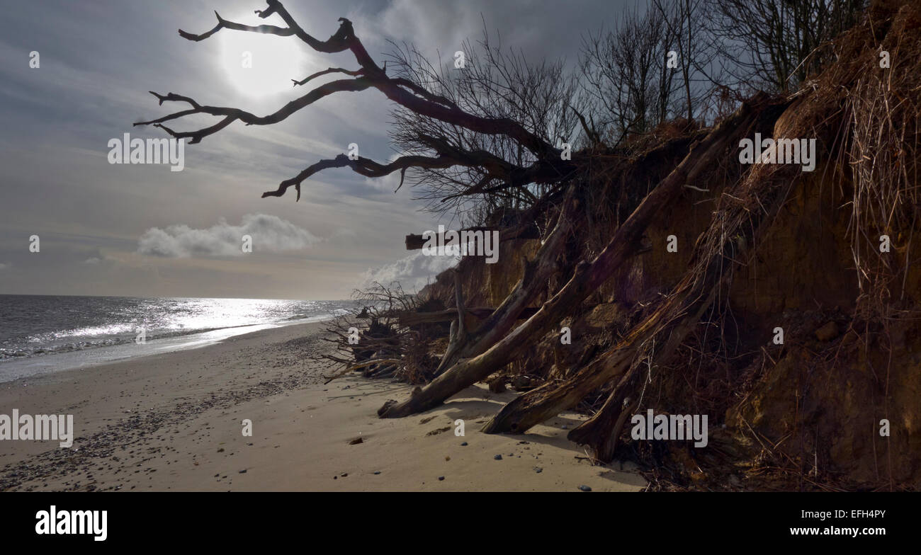 Coastal erosion collapsed sand cliffs Covehithe Stock Photo - Alamy