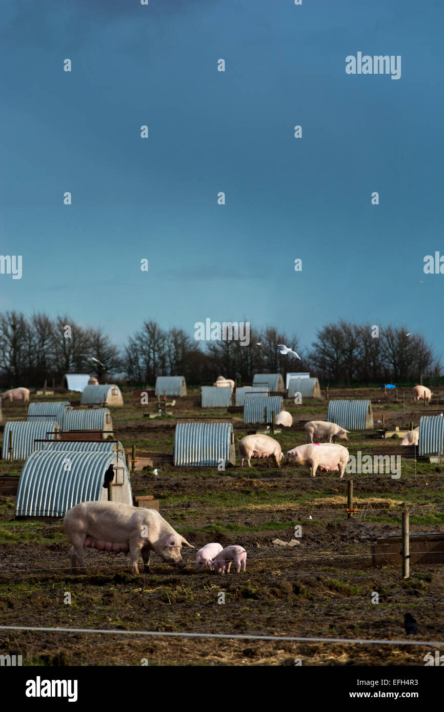 Outdoor free hi-res stock photography and images - Alamy