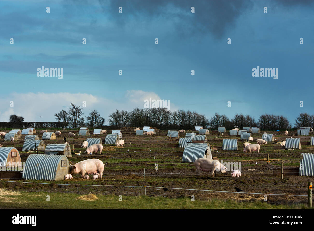 Pig farm outdoor free range piglets field Stock Photo - Alamy