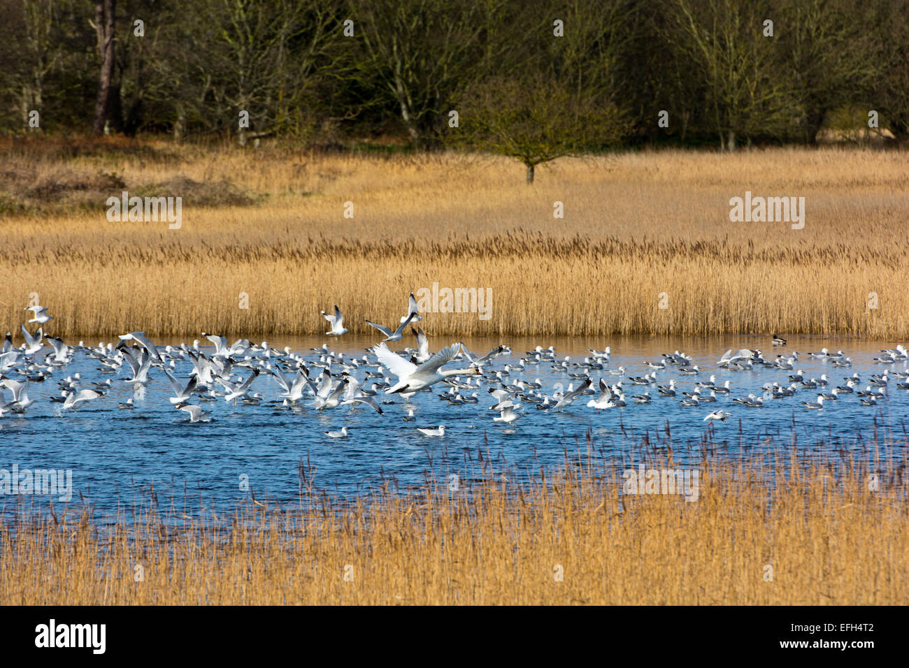 mixed flock bird take flight from nature reserve Stock Photo - Alamy