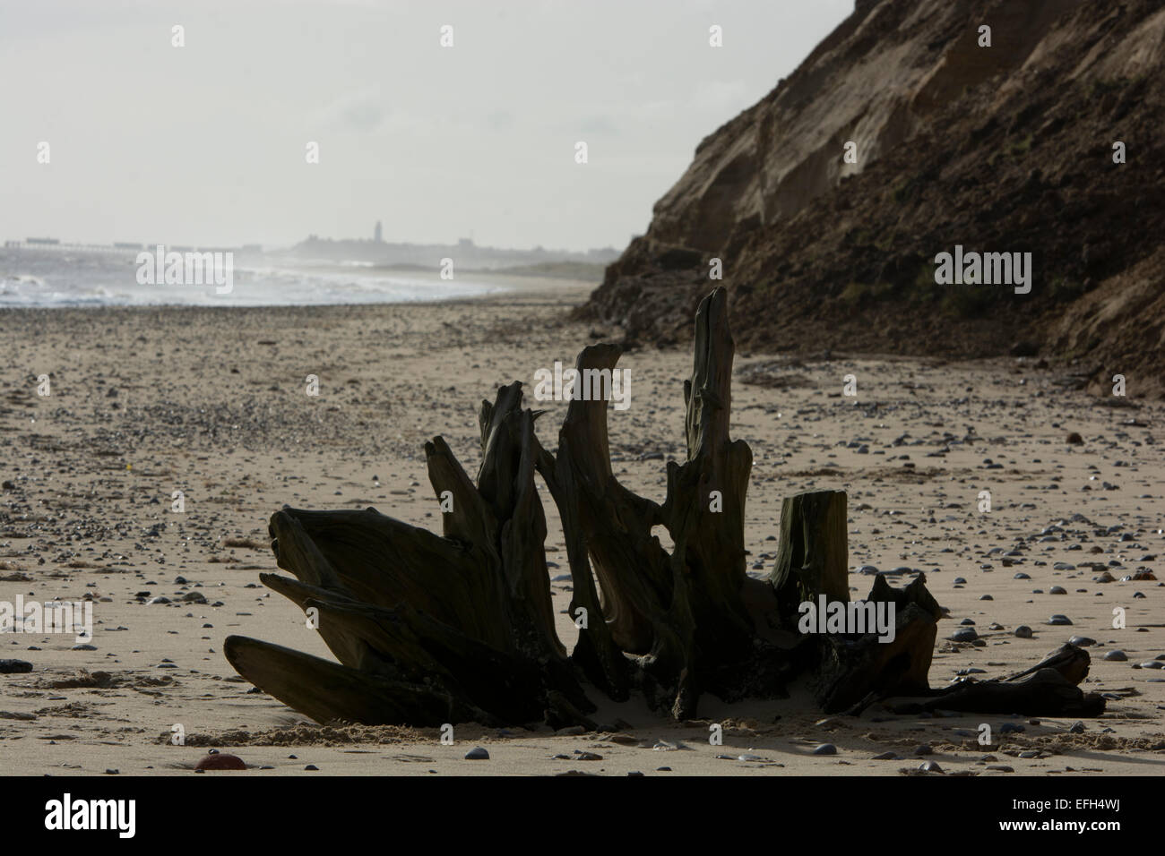 Driftwood on beach Stock Photo - Alamy