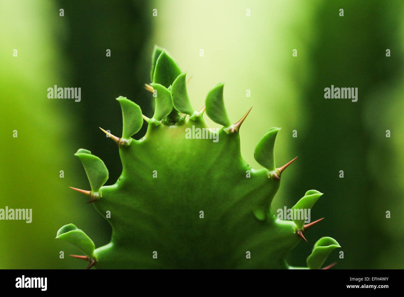 The sharp thorns of a cactus Stock Photo - Alamy