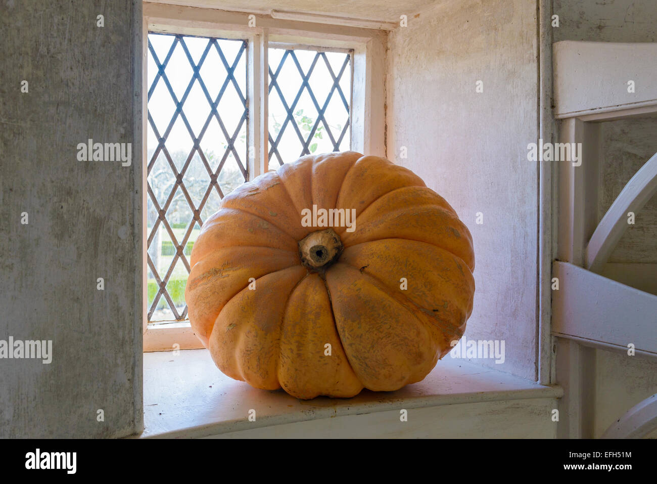 giant pumpkin displayed in widow of old building Stock Photo - Alamy
