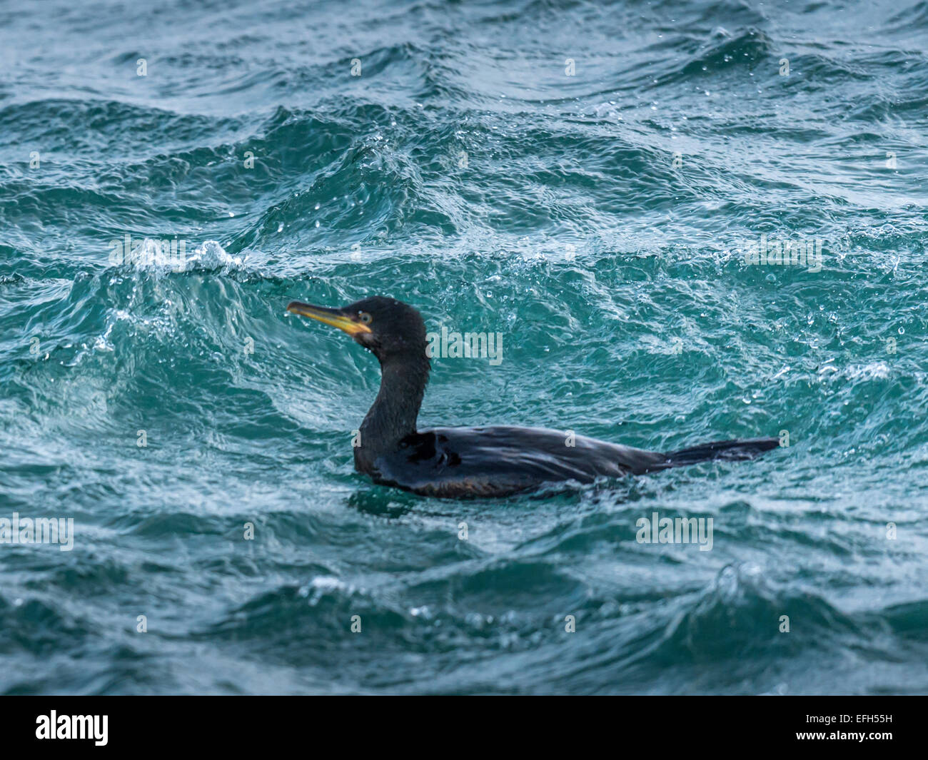 Cormorant [Phalacrocorax carbo] fishing in the cold Icelandic waters of ...