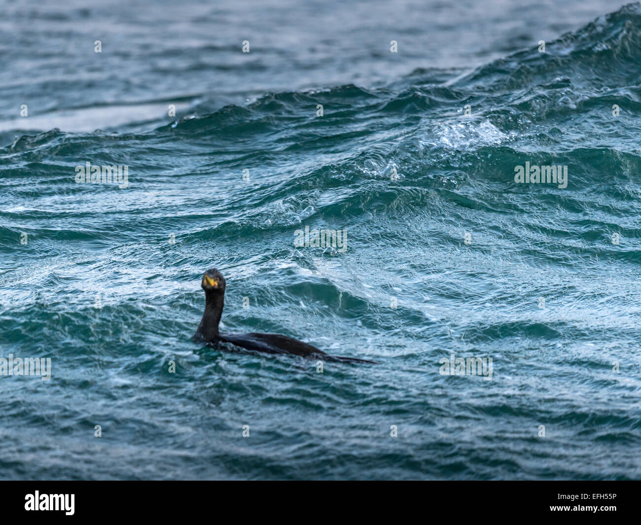 Cormorant [Phalacrocorax carbo] fishing in the cold Icelandic waters of ...
