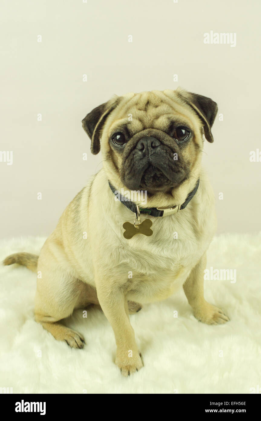 A Pug dog sitting on a rug Stock Photo - Alamy