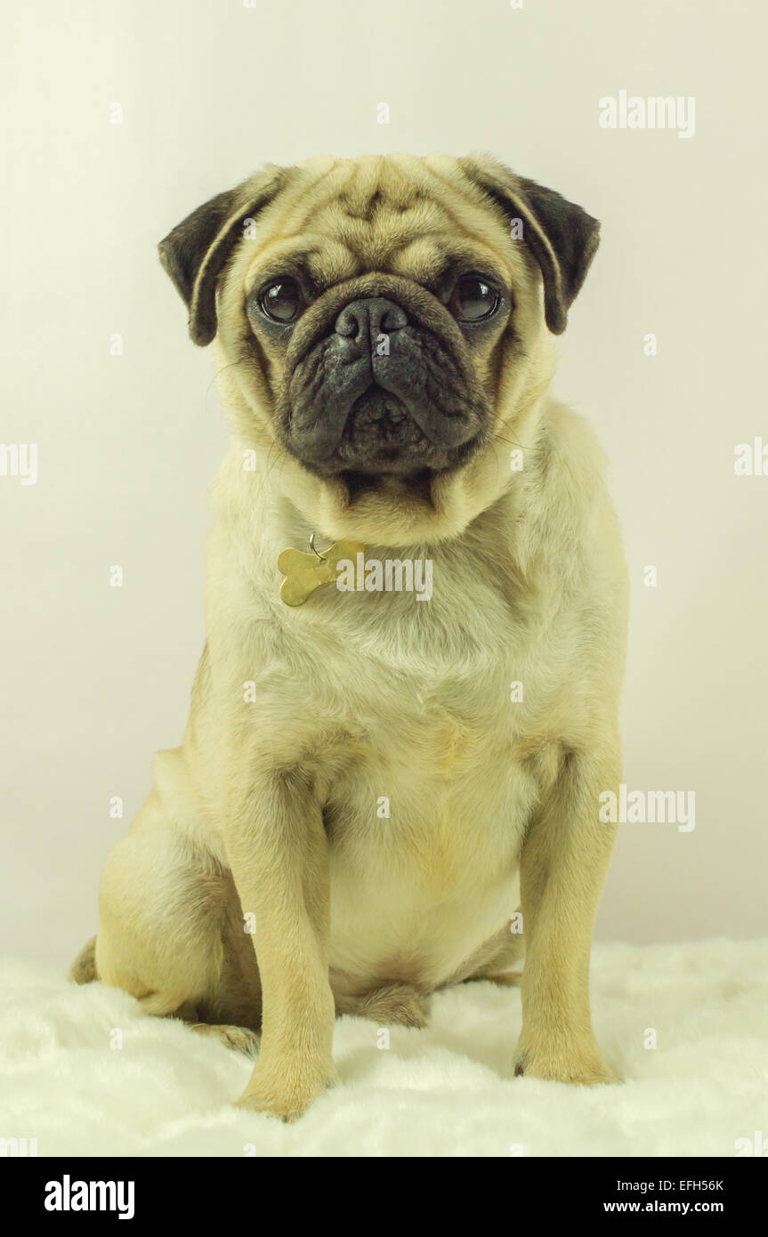 A Pug dog sitting on a rug Stock Photo - Alamy