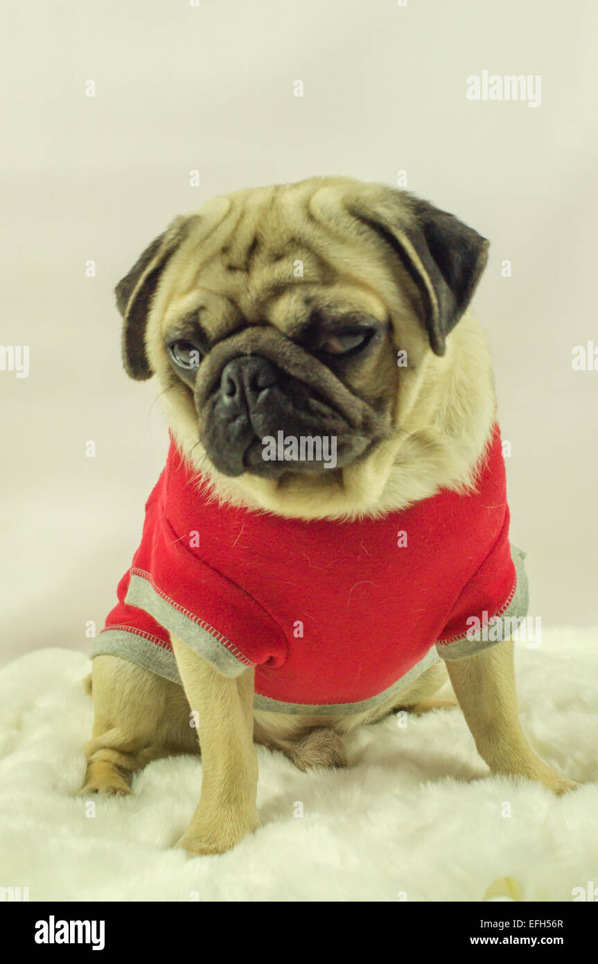A Pug dog wearing a red top Stock Photo - Alamy