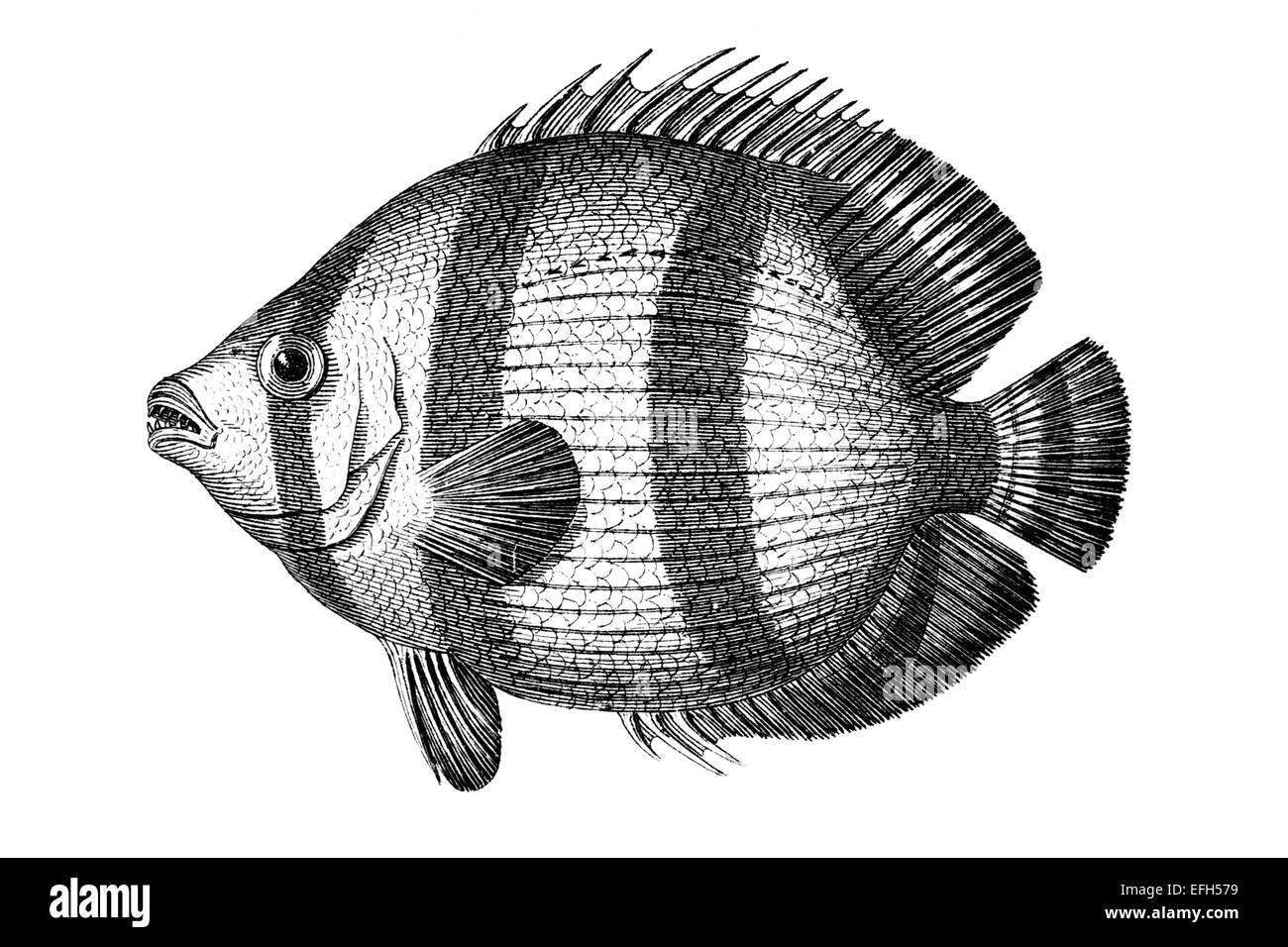 Victorian engraving of a tropical fish. Digitally restored image from a ...