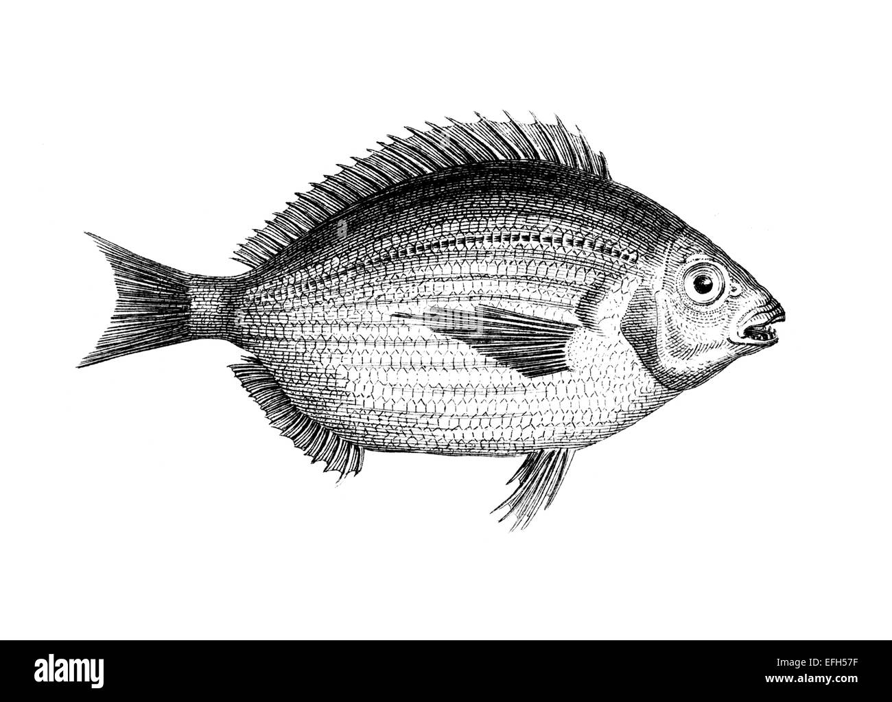 Sheepshead fish drawing hi-res stock photography and images - Alamy
