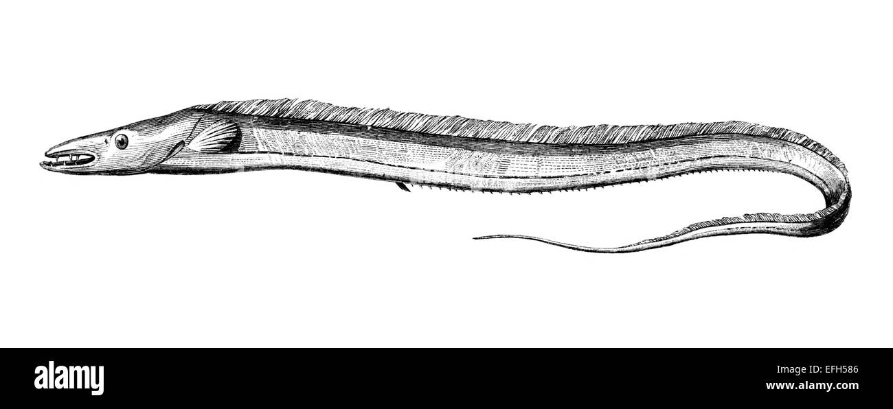 Victorian engraving of a hairtail fish. Digitally restored image from a ...