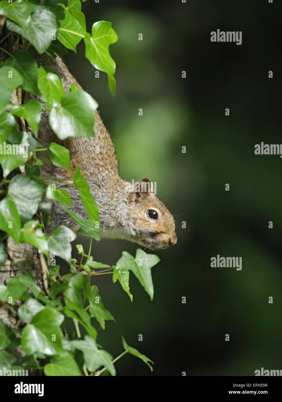 Grey squirrel tree hi-res stock photography and images - Alamy