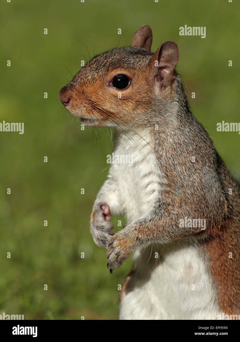 Grey squirrel standing up looking hi-res stock photography and images ...