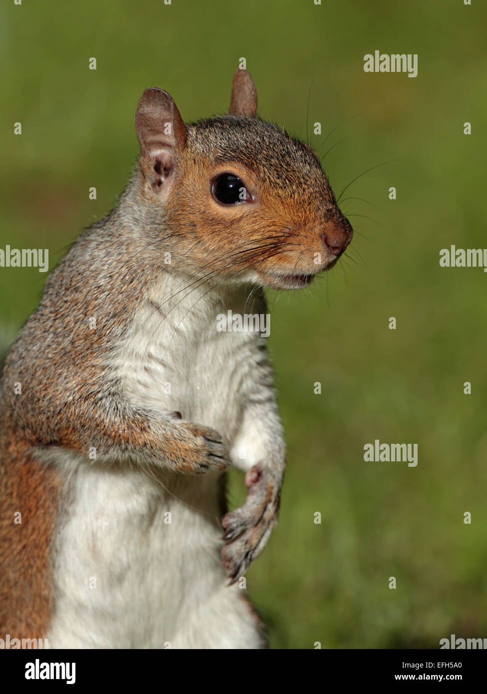 Grey Squirrel standing up, looking alert Stock Photo - Alamy