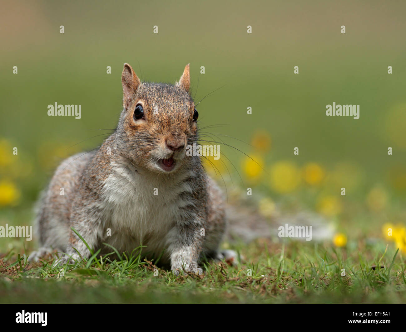 Grey Squirrel standing on grass, looking alert Stock Photo - Alamy