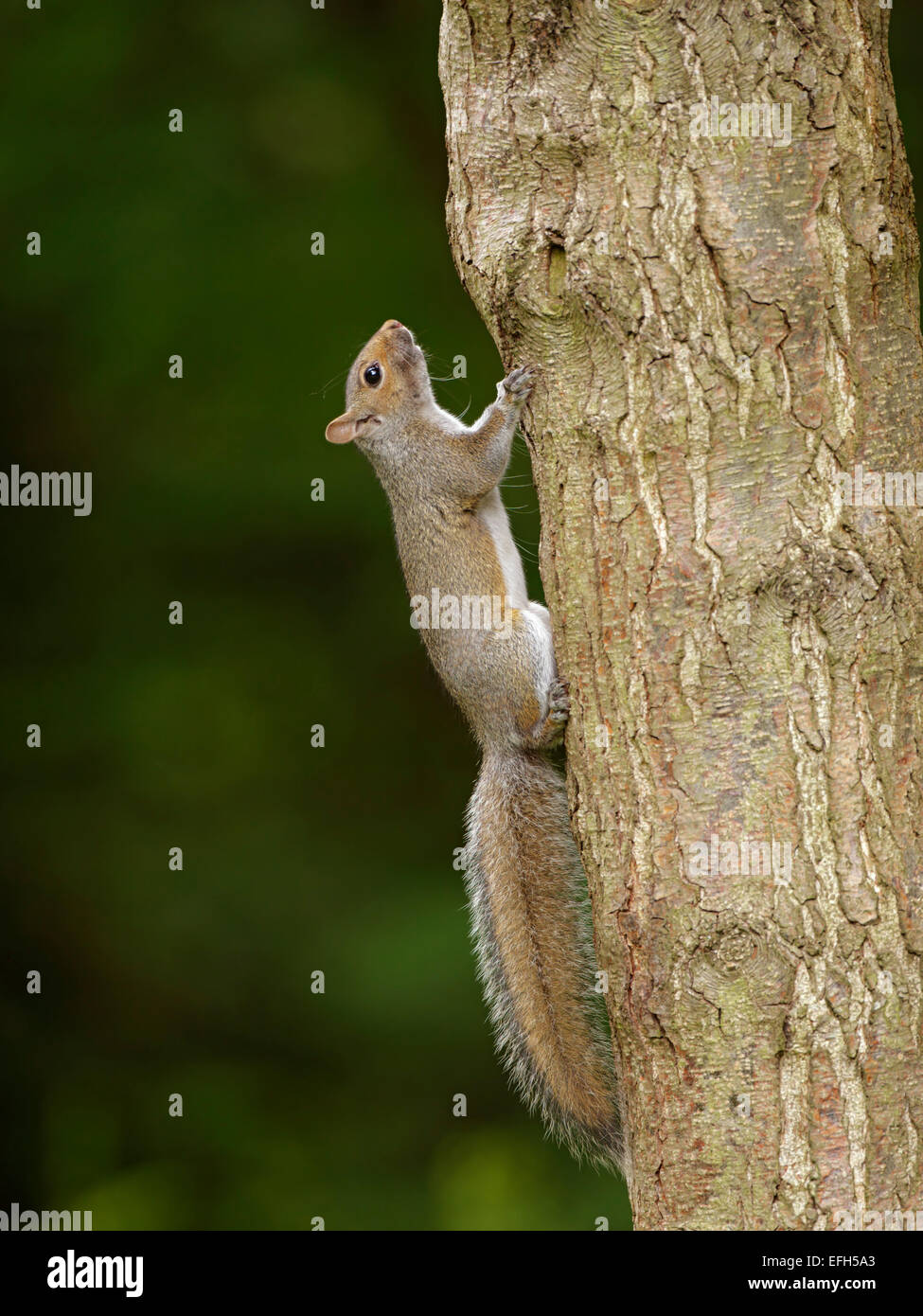 Grey squirrel tree hi-res stock photography and images - Alamy