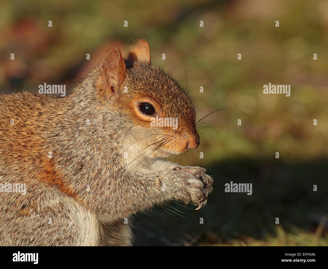 Squirrel close up hi-res stock photography and images - Alamy